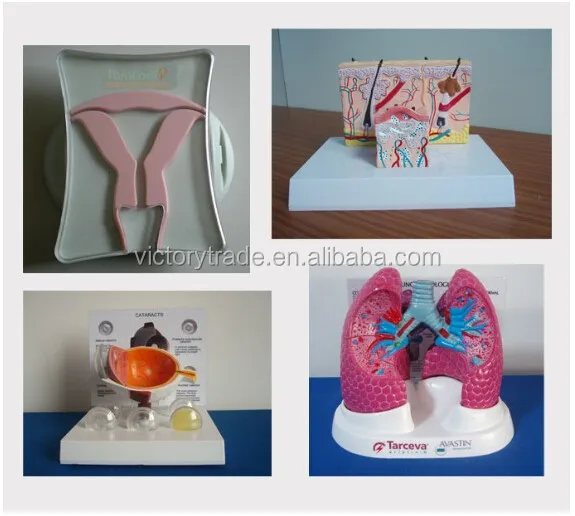 V-am061 Female Reproductive System Pelvis Anatomical Model For Teaching ...