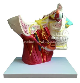 Head And Facial Nerve Model,Cranial Nerve Model,Facial Nerve Model,The ...