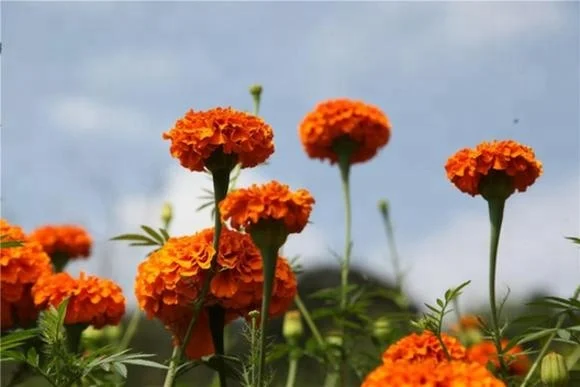 100% Natural Eyesight Protection Lutein 20% Marigold Flower Extract ...