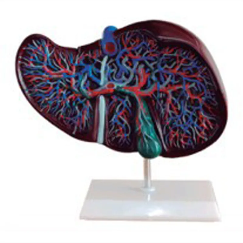 Bix-a1054 Pvc Human Liver Anatomical Model - Buy Liver Anatomical Model ...