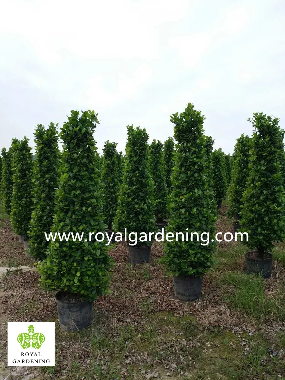 Ficus Panda Christmas Tree ( Cone Shape) High 1.6m 2.3m 2.5m - Buy ...