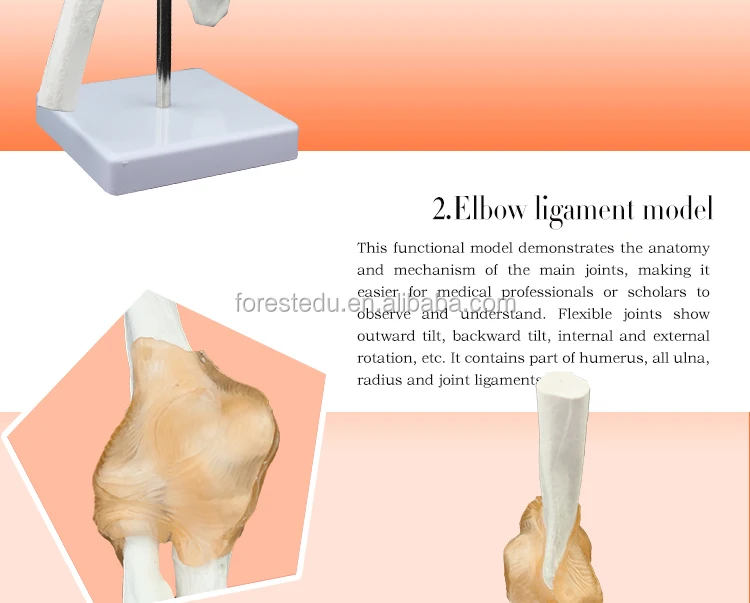 Demonstration Joint Model Series - Clinical Human Anatomy