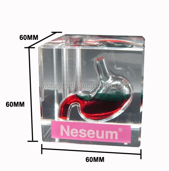 V-p003 Promotional Stomach Shape Liquid Filled Paper Weight With Pen ...