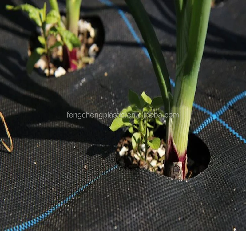 Agriculture Weed Control,Biodegradable Weed Barrier,Strawberry Plants ...