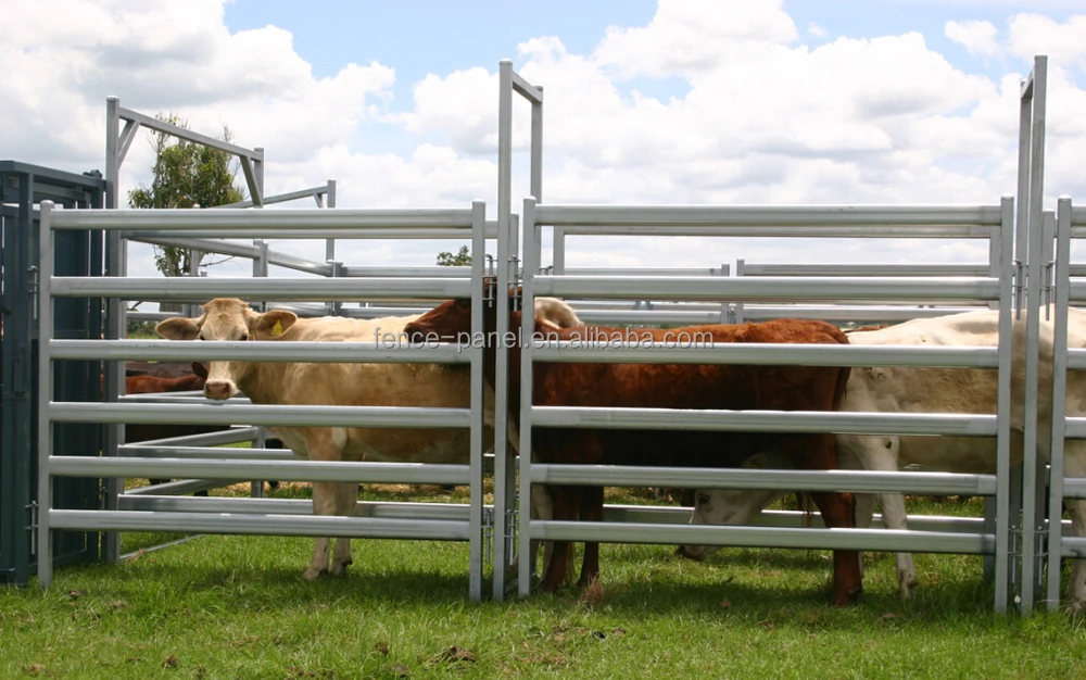 Heavy Duty 12 Ft Long 6 Ft High Used Horse Corral Panels / Cattle ...