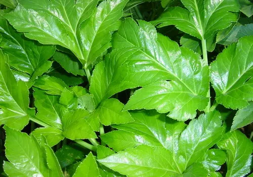 Best Selling Natural High Purity Ashitaba Extract Powder - Buy Ashitaba ...