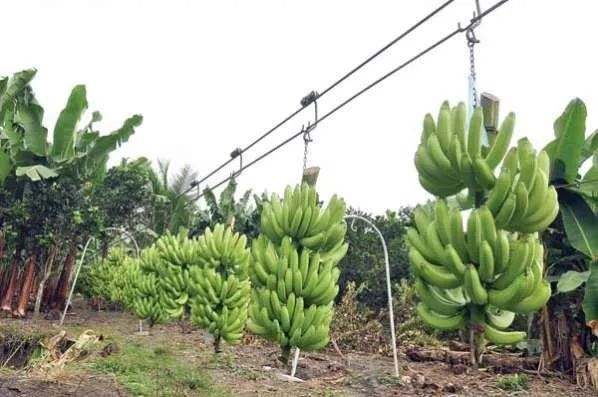 Cableway Trolley Banana Farm Roller,Hanging Banana Pulley - Buy Kimono ...