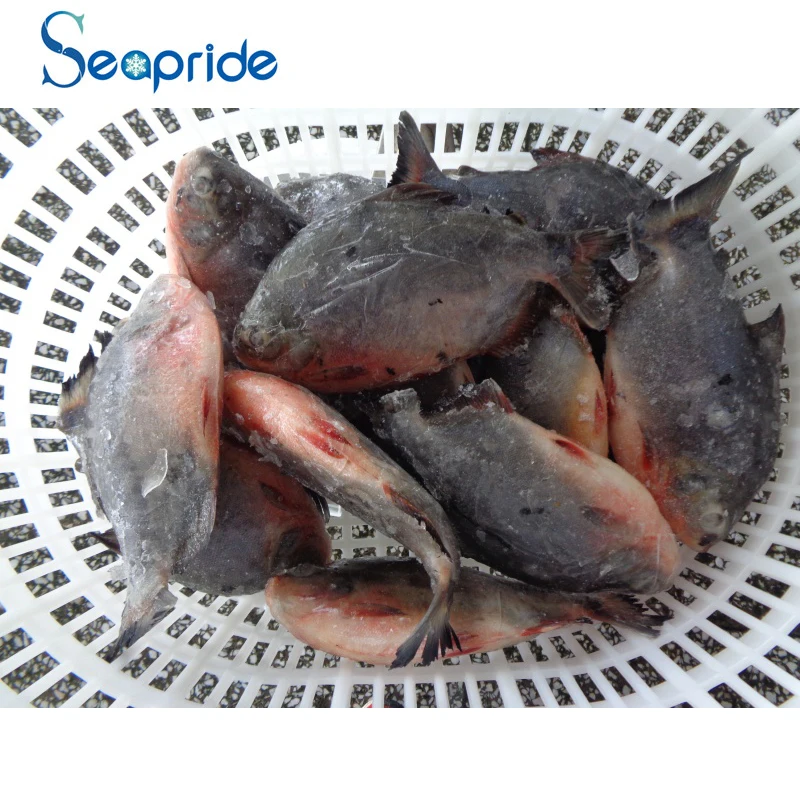 Hot Sale Foood & Beverage Frozen Pacu Fish For African Country - Buy ...