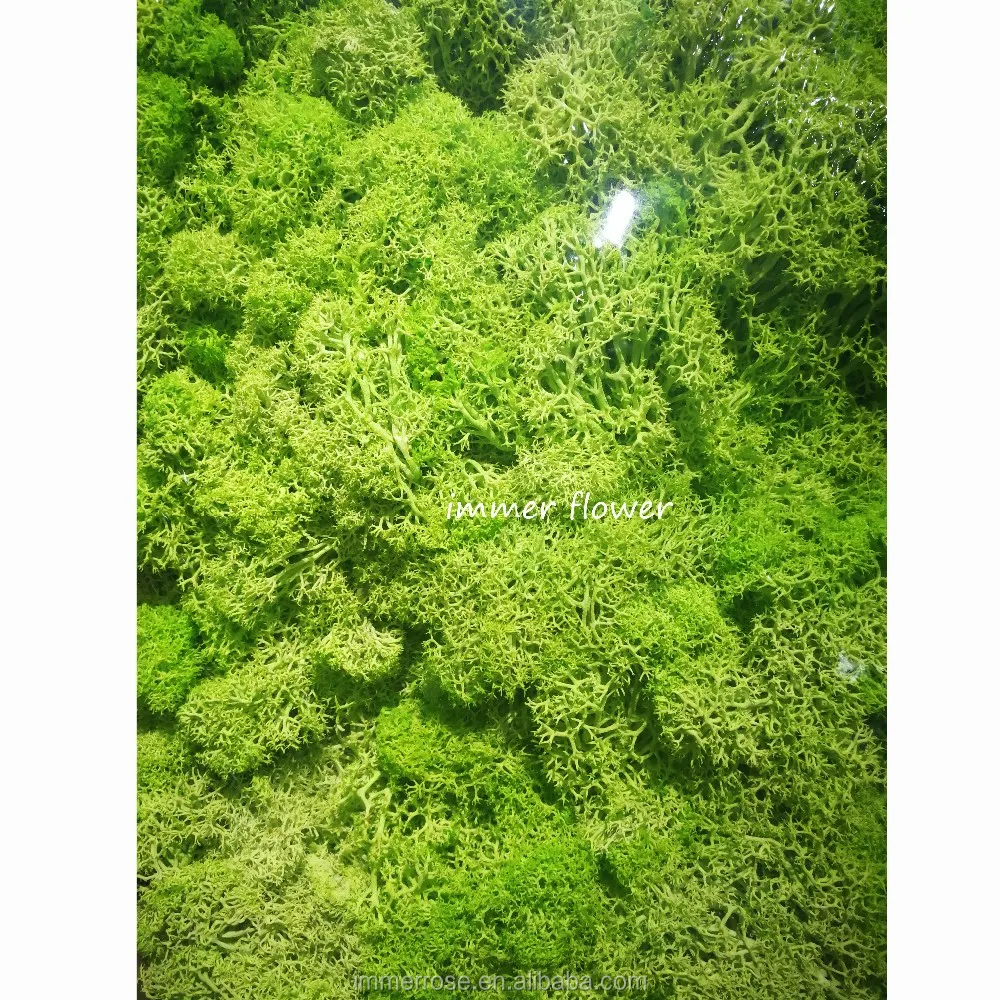 Top Quality Stabilized Moss Wholesale Preserved Moss From Kunming China ...