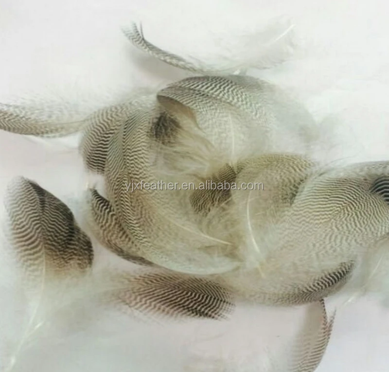 Wholesale Wild Duck Feathers - Perfect for Decorations