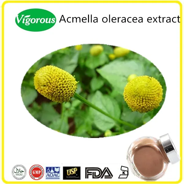 Kosher Halal Acmella Oleracea Spilanthol Polvo De Extracto De - Buy Acmella Oleracea,Extracto ...