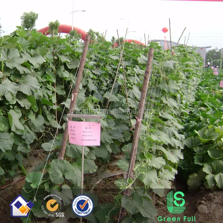 Pakistan 1.8x60m 20x20cm Mesh Cucumber Plant Support Net - Buy Pakistan ...
