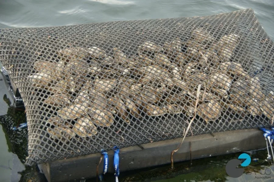 China Factory Hot Sale Hdpe Oyster Mesh Bag With Float Foam - Buy ...