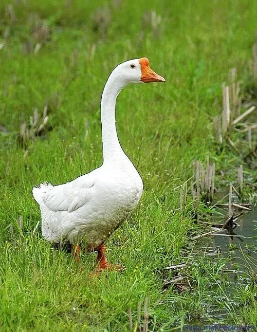 Maize Bran / Corn Bran - High Protein Feed for Livestock