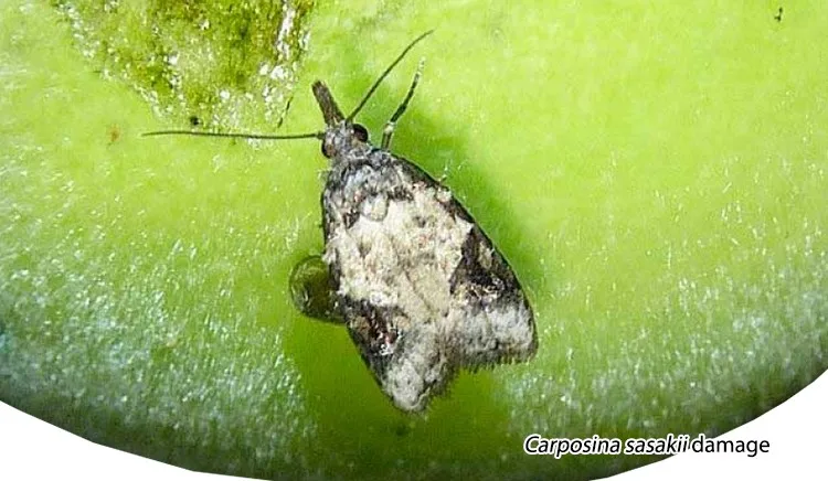 Carposina Sasakii Peach Fruit Moth Insect Pheromone Lure - Buy Fruit ...