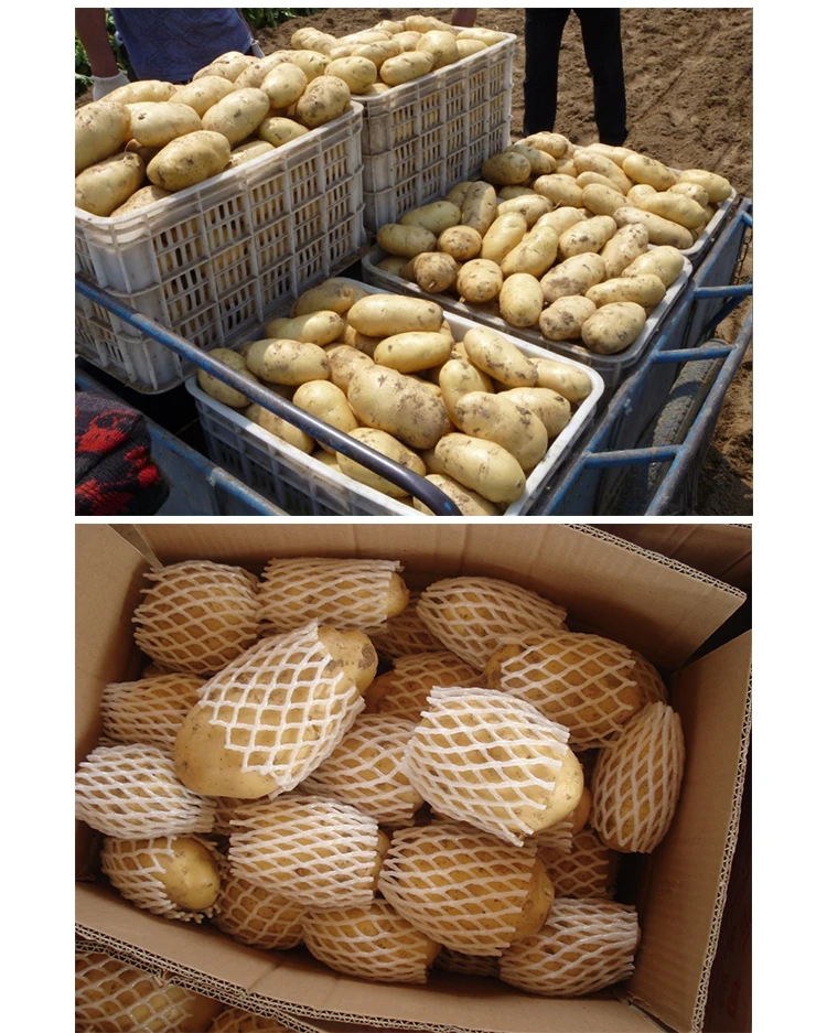 Fresh Potatoes from Shandong - High Quality & Delicious