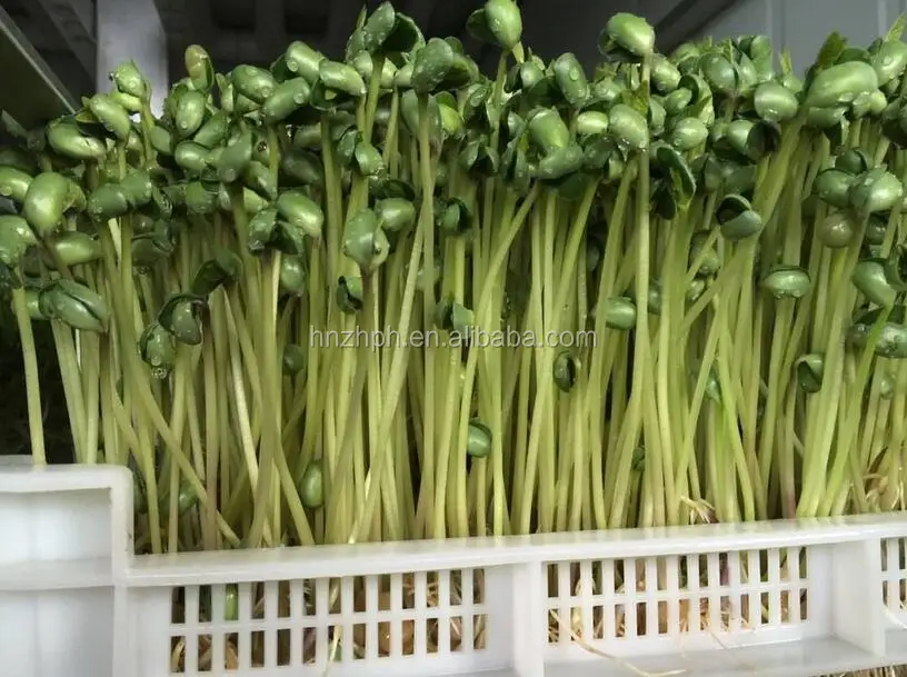 Commercial Automatic Mung Bean Sprout Grass Growing Hydroponic Fodder ...