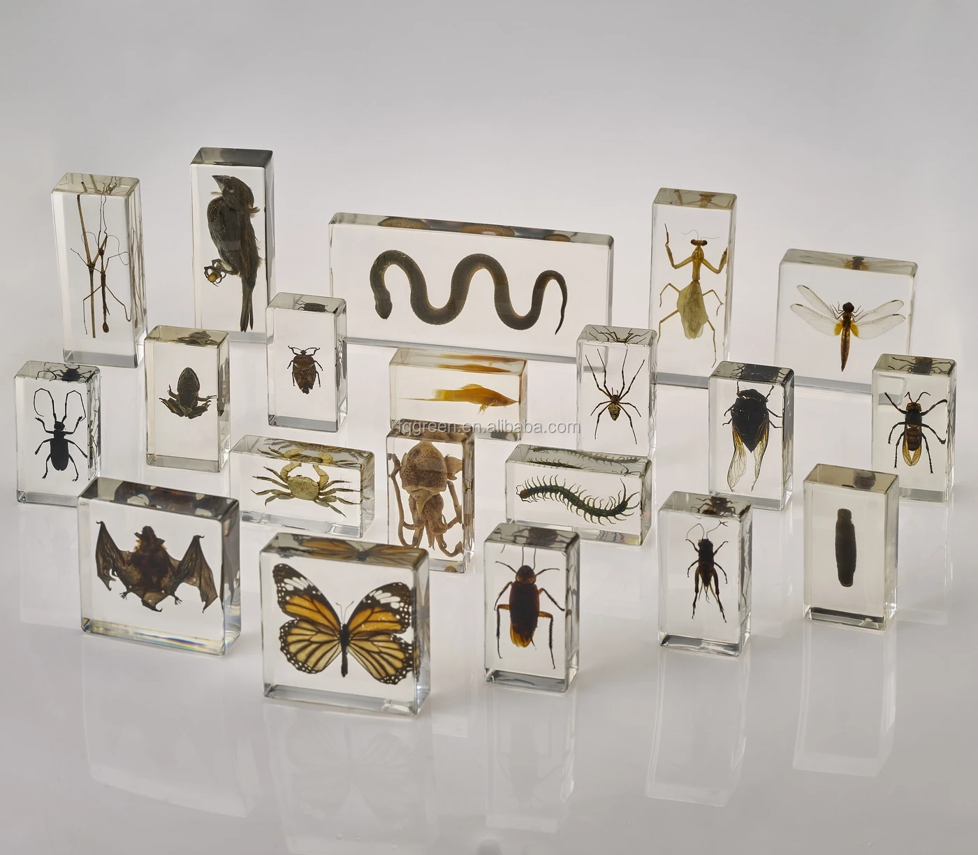 Wide Range Animal Specimen Biology Clear Resin Specimens Of Animal ...