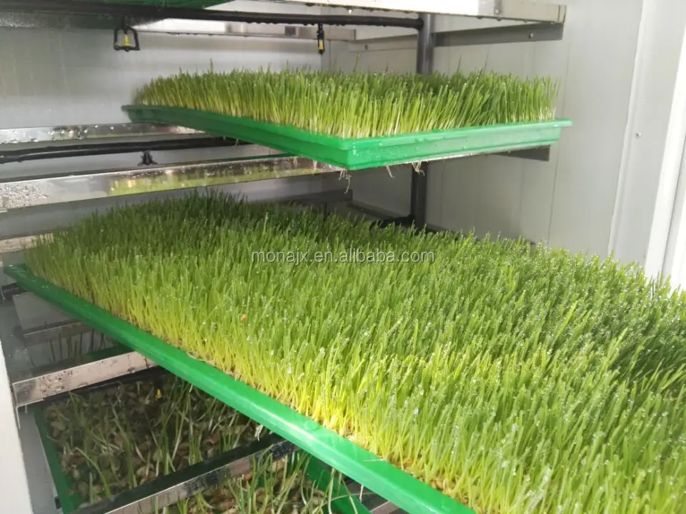 Mung Soya Bean Sprout Machine /alfalfa Bean Sprout Growing Machine ...
