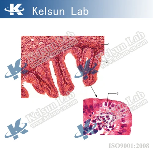Ks-12 Epithelium Cells Of Cavitas Oris Of Human W.m. - Buy Prepared ...