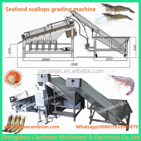 Shrimp Grading Machine Fresh Cuttlefish Sorter Size Classifier With Eversion Roller - Buy Fresh ...
