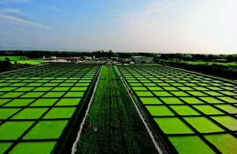 Algae Obtained Harvesting By Disc Centrifuge Machine - Buy Micro Algae ...