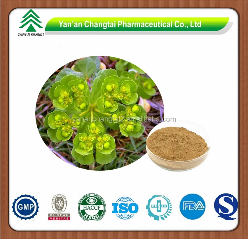 Gmp Factory Supply Natural Herb Euphorbia Kansui Root Powder - Buy ...