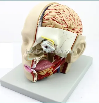 Medical Anatomical Plastic Head Brain Model - Buy Plastic Model,Human ...