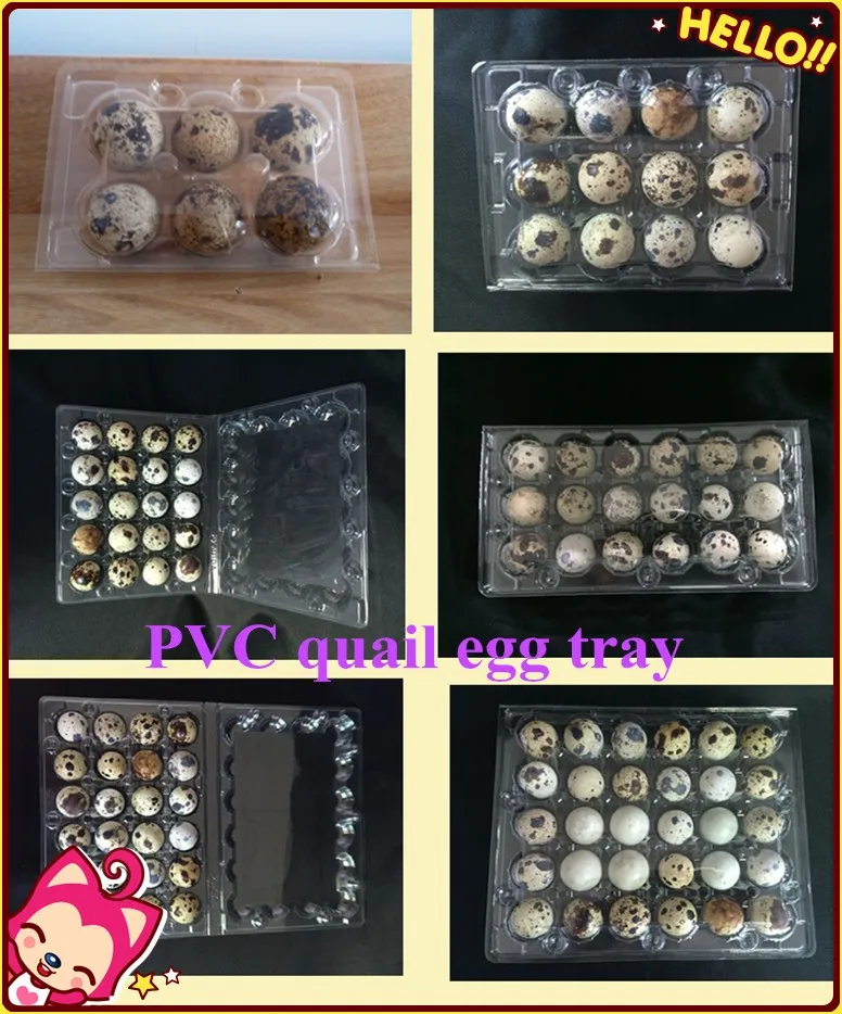 Plastic Quail Egg Tray Quail Egg Cartons For Sale Quail Egg Packaging ...