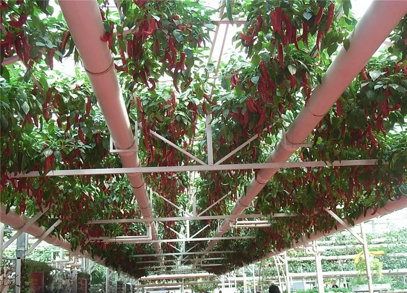 Nft Hydroponic Tomatoes