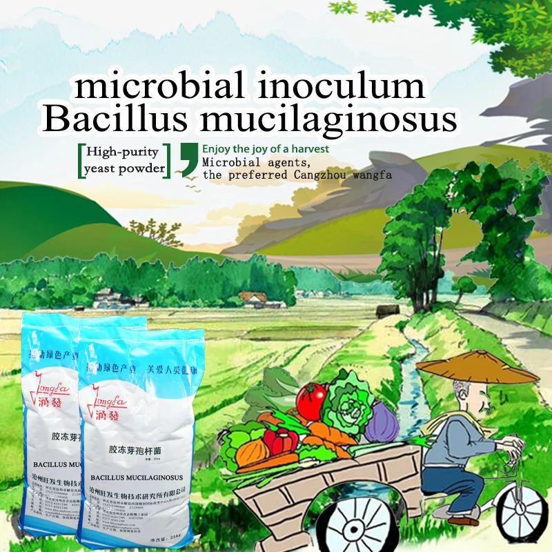 Agricultural Microbial Inoculants Bacillus Mucilaginosus (potassium ...