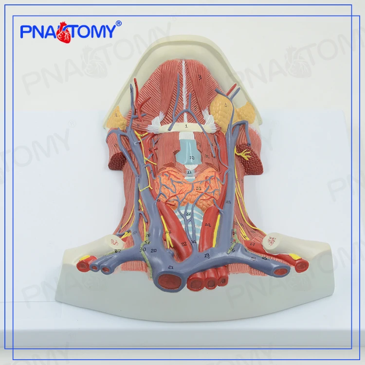 Pnt-0337 Anatomy Of The Neck Model Life Size - Buy Neck Anatomical ...