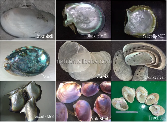 Big Size Raw Natural Black Lip Mother Of Pearl Shell Price In Stock ...