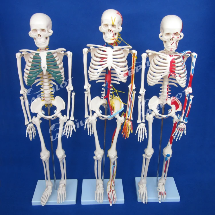 85cm Human Skeleton Model With Nerves,Blood Vessels,Heart - Buy Cheap ...