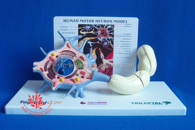 교육 용품 인간 모터 뉴런 모델| Alibaba.com