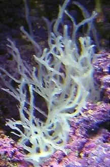 White transcluscent stringy growth- sponge maybe? | Reef2Reef