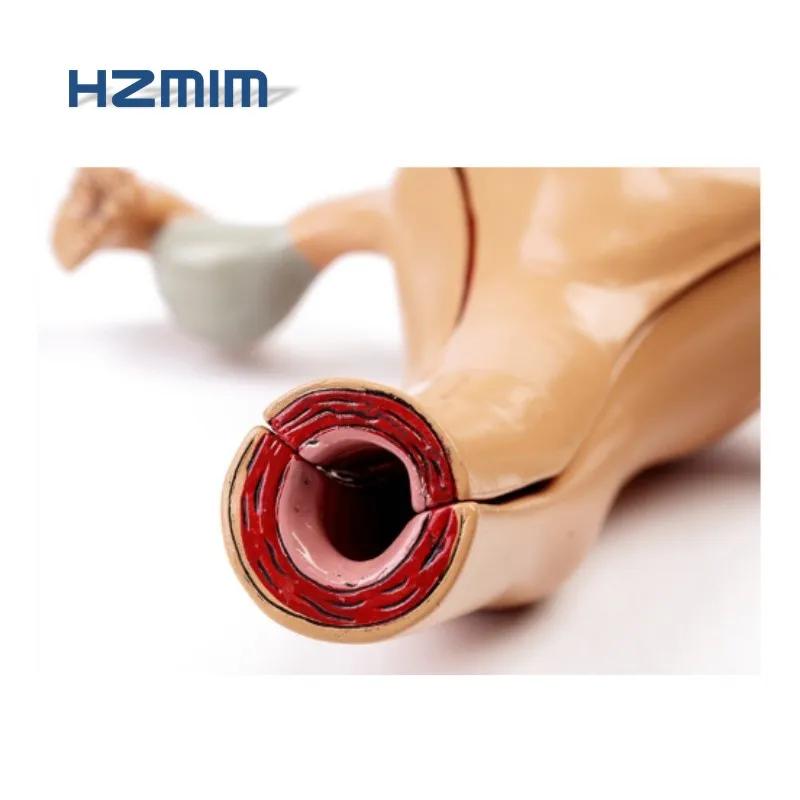 Human Anatomical Uterus Model - Realistic Medical Teaching Tool
