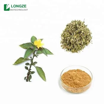 Mexico Herb Penis Enlargement Herbal Medicine Hojas De Damiana 4;1 8:1 ...