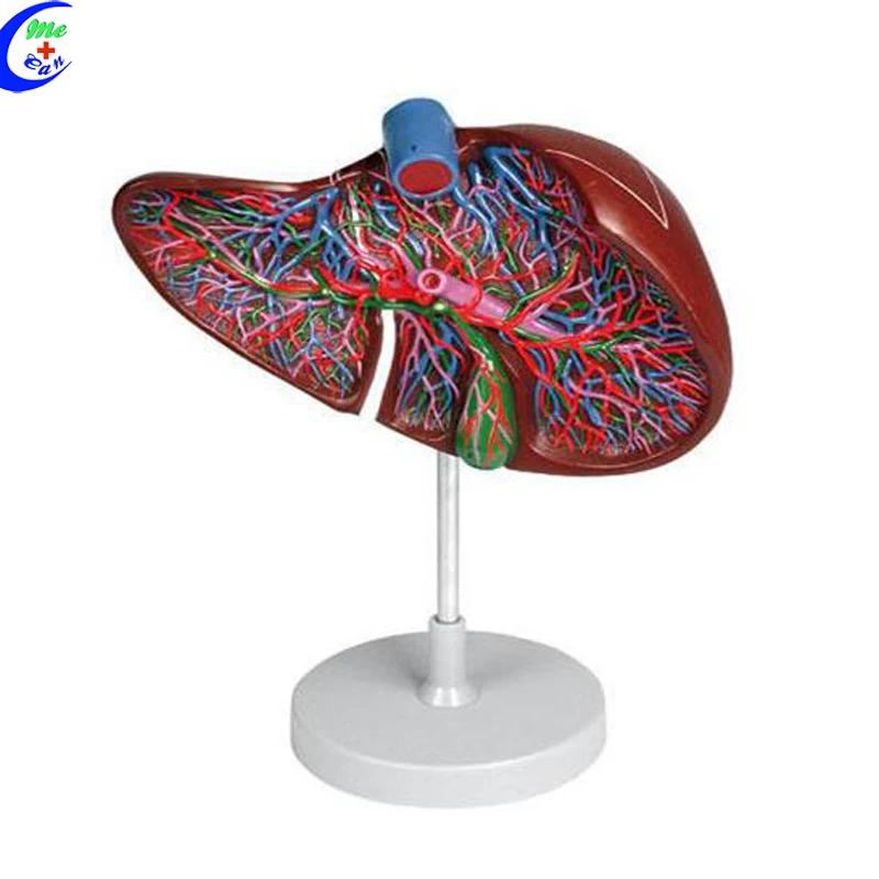 Liver Anatomy Models For Medical Students - Buy Model Of The Liver ...
