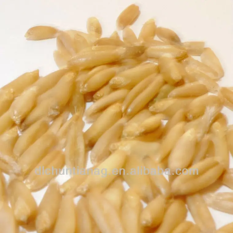 Organic Chinese Oat/hulless Oat - Buy Oat,Chinese Oats,Oats Product on ...
