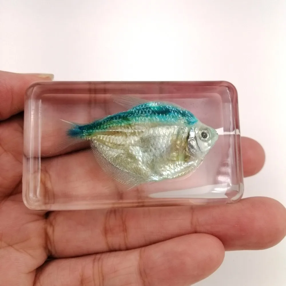 Real Green Fish Preserved Specimens Embedded In Acrylic Resin Case ...