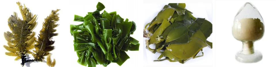 Factory Price Fucus Vesiculosus Brown Seaweed Extract Fucoxanthin ...