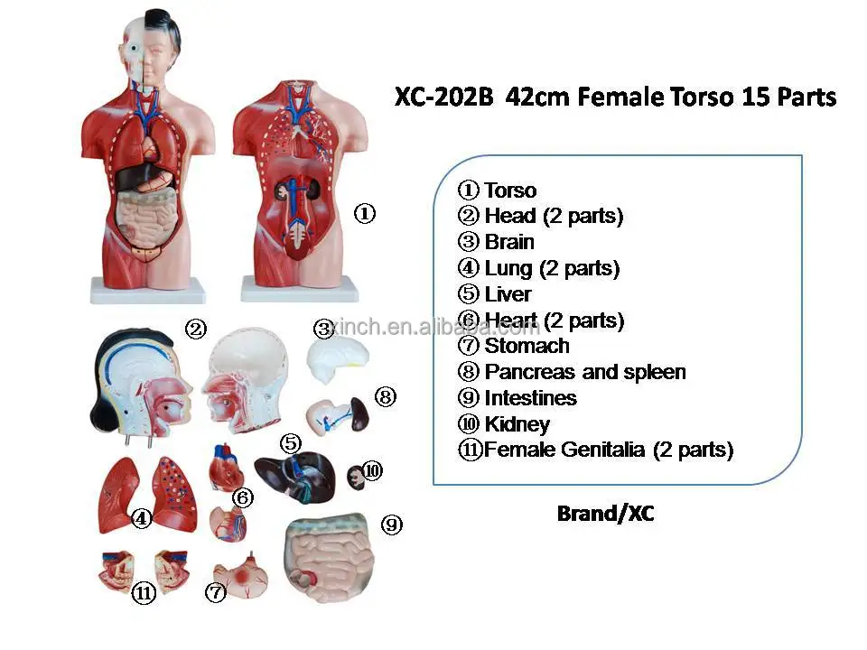 15 Parts 42cm Female Human Torso Anatomical Model - Buy 15 Parts 42cm ...