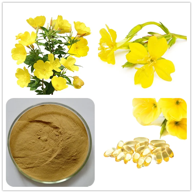 Factory Supply Organic Evening Primrose Oil Powder - Buy Top Quality ...