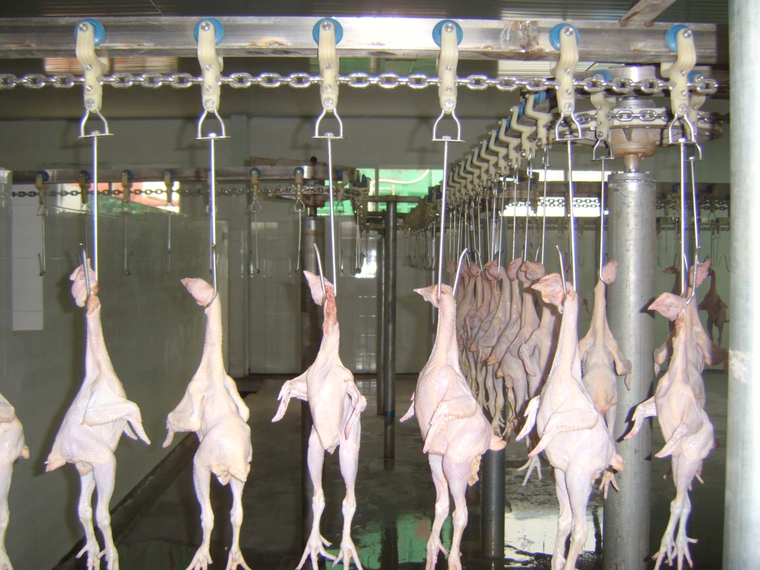 Chicken Duck Goose Use Slaughter House Equipment - Silverstar