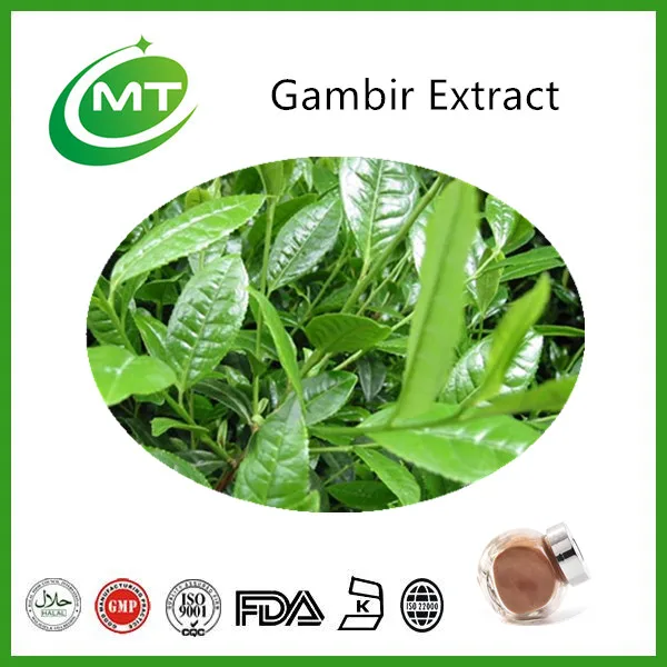Hot Sell Gambir Extract/uncaria Gambier Powder/high Quality Gambir ...