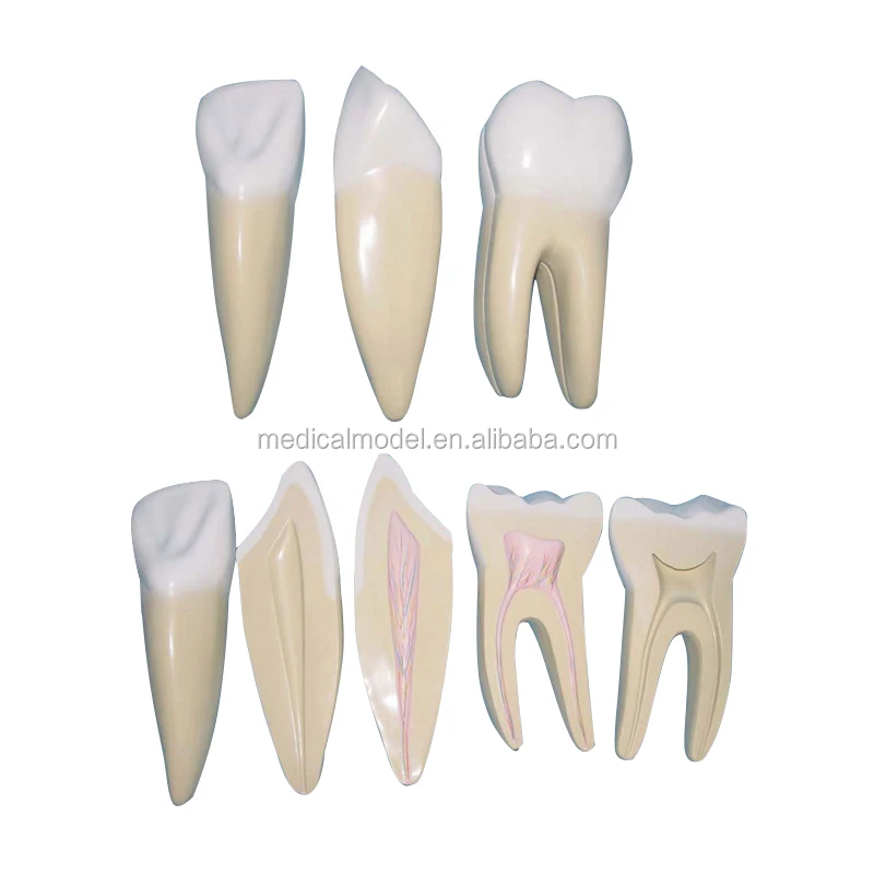 Factory Price Human Molar Teeth Medical Model Teeth Model - Buy Factory ...