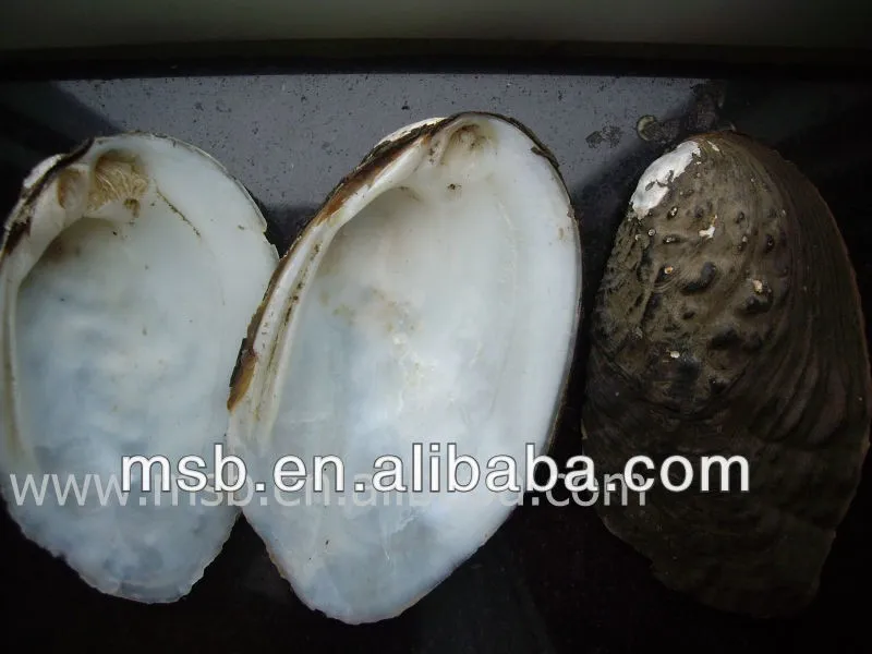 White Mother Of Pearl Farmed Freshwater Raw River Shell - Buy River ...