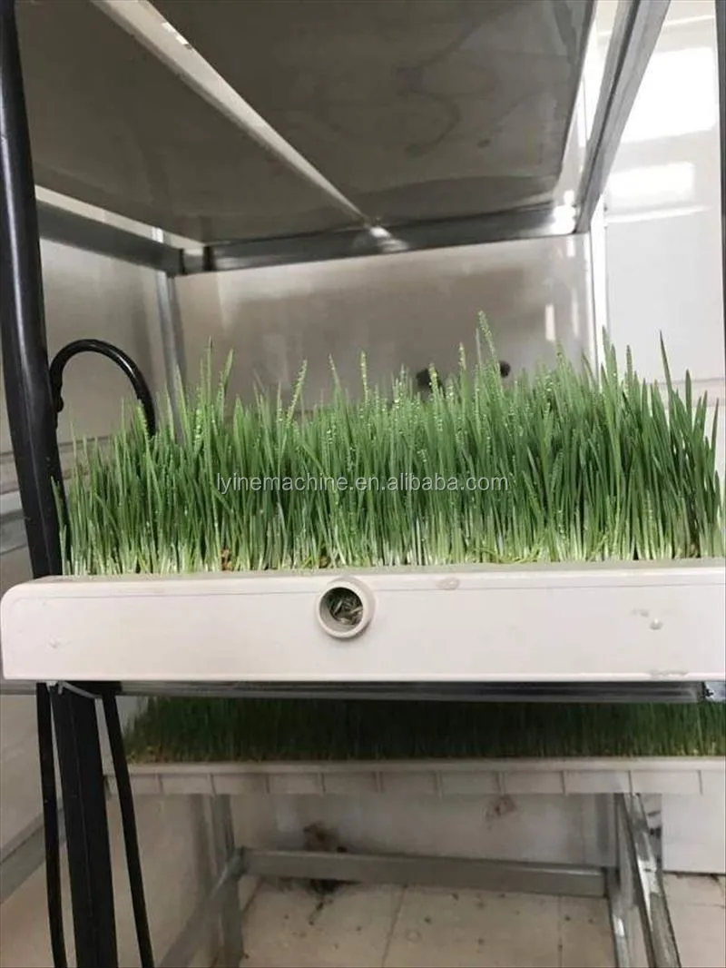 Hydroponic Barley Grass Sprout System/ Hobby Farm Commercial Farm - Buy ...