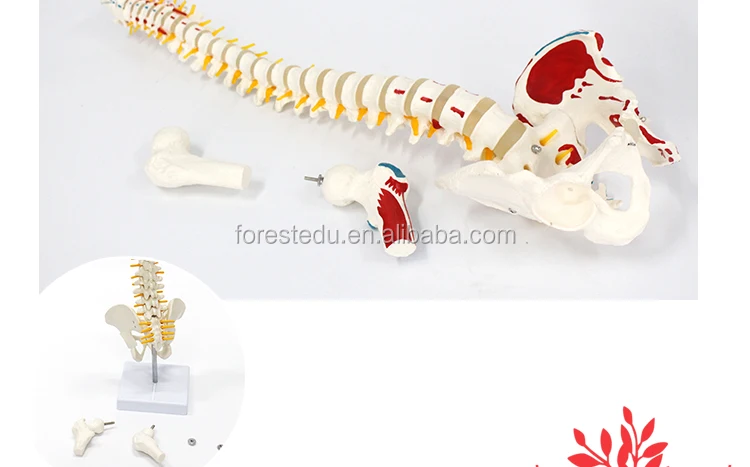 Human Skeleton Model - Flexible 3d Spine Anatomy For Education & Oem